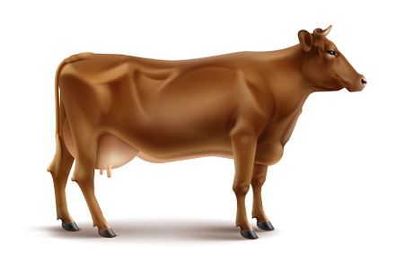 Vector Realistic Cow, an Animal Illustration by Zonda