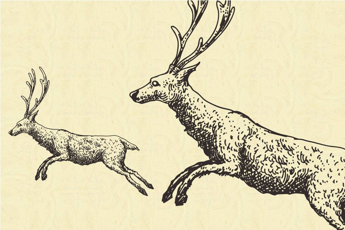 DEER VINTAGE hand drawing vector, an Object Illustration by Wolfordeer