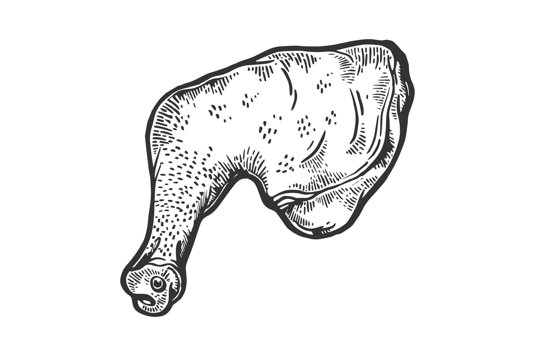 Chicken leg sketch engraving vector, a Food Illustration by AlexArt