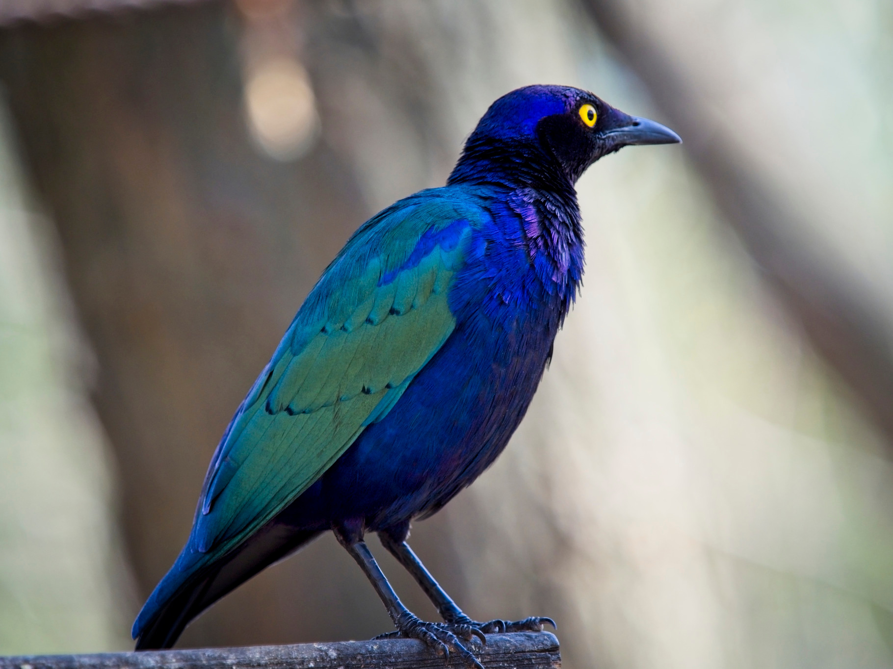 The purple starling standing on a tr, an Animal Photo by jcmarcos