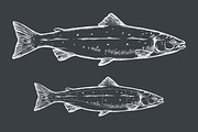 Salmon fish or trout engraving, a Food Illustration by Ledokolua