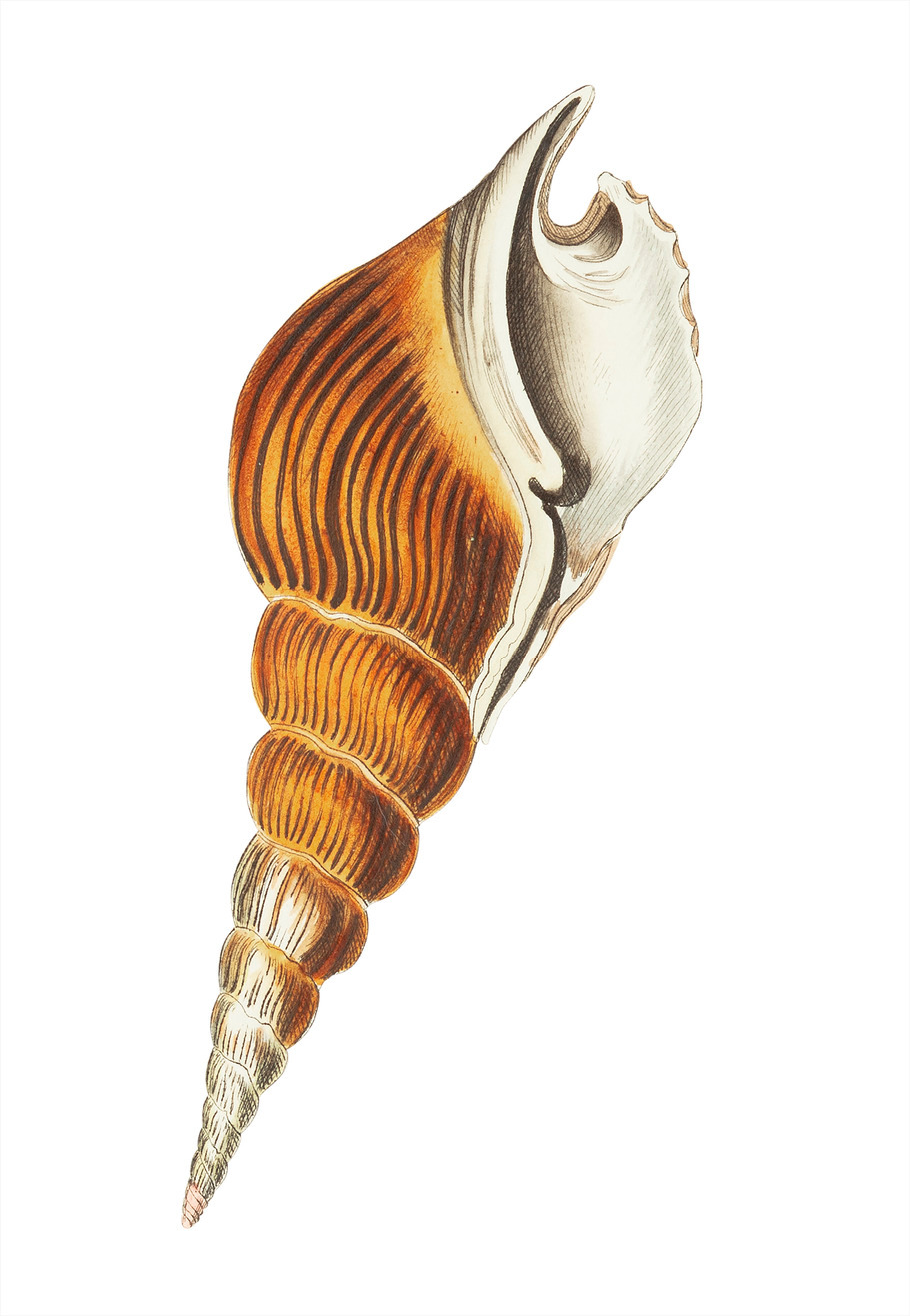 Illustration of spindle strombus, an Animal Photo by rawpixel