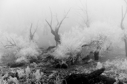 Rimy tree in dim landscape, a Nature Photo by Unigraph
