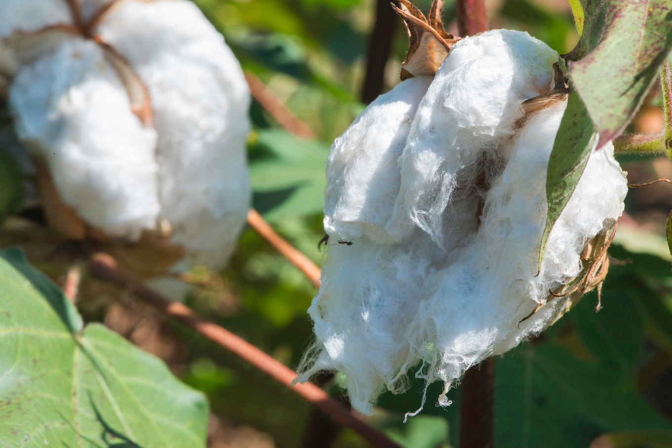 Cotton plant close up featuring cotton, plant, and field, a Nature ...