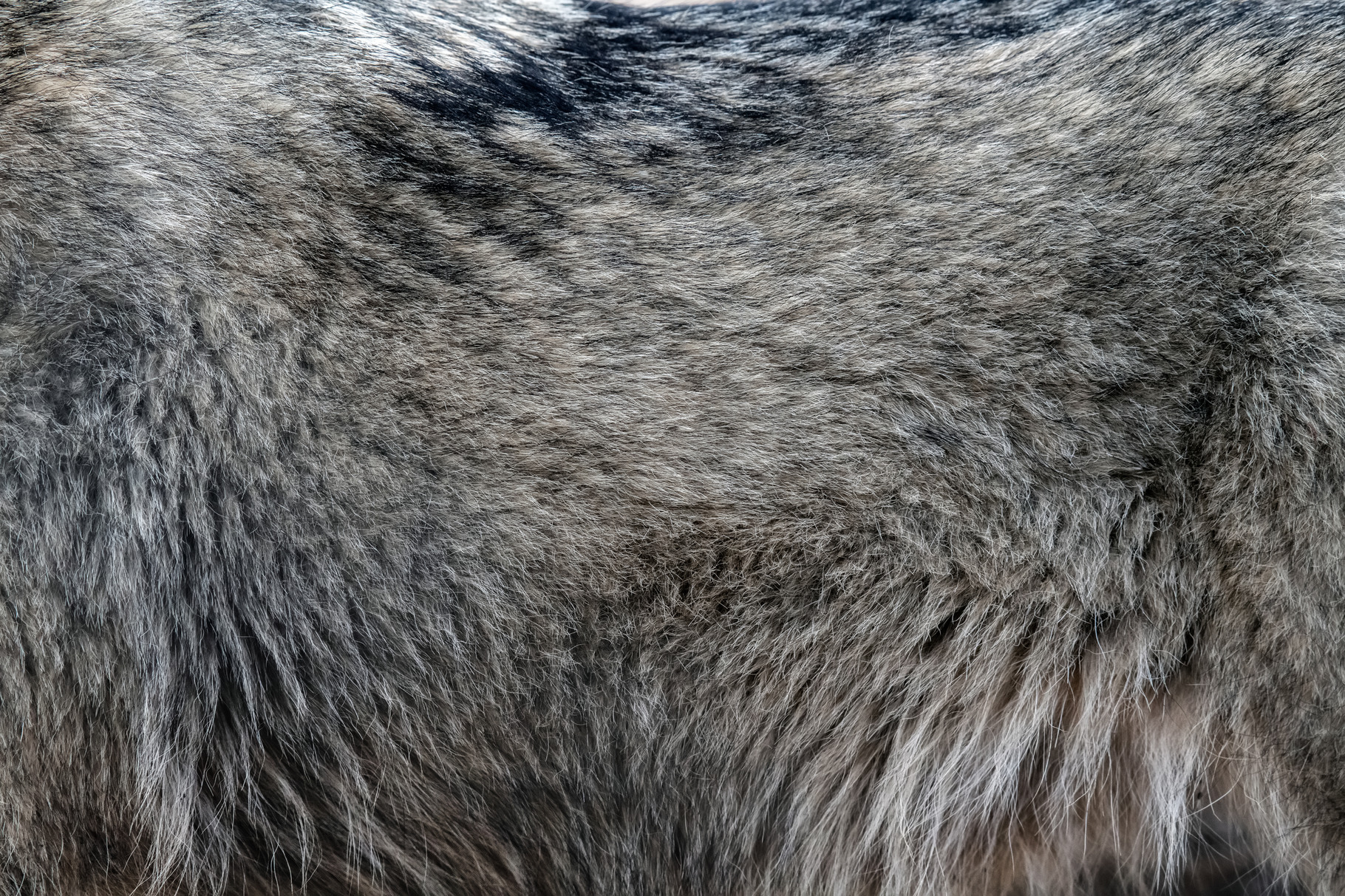 Wolf fur background texture image background, an Animal Photo by ...