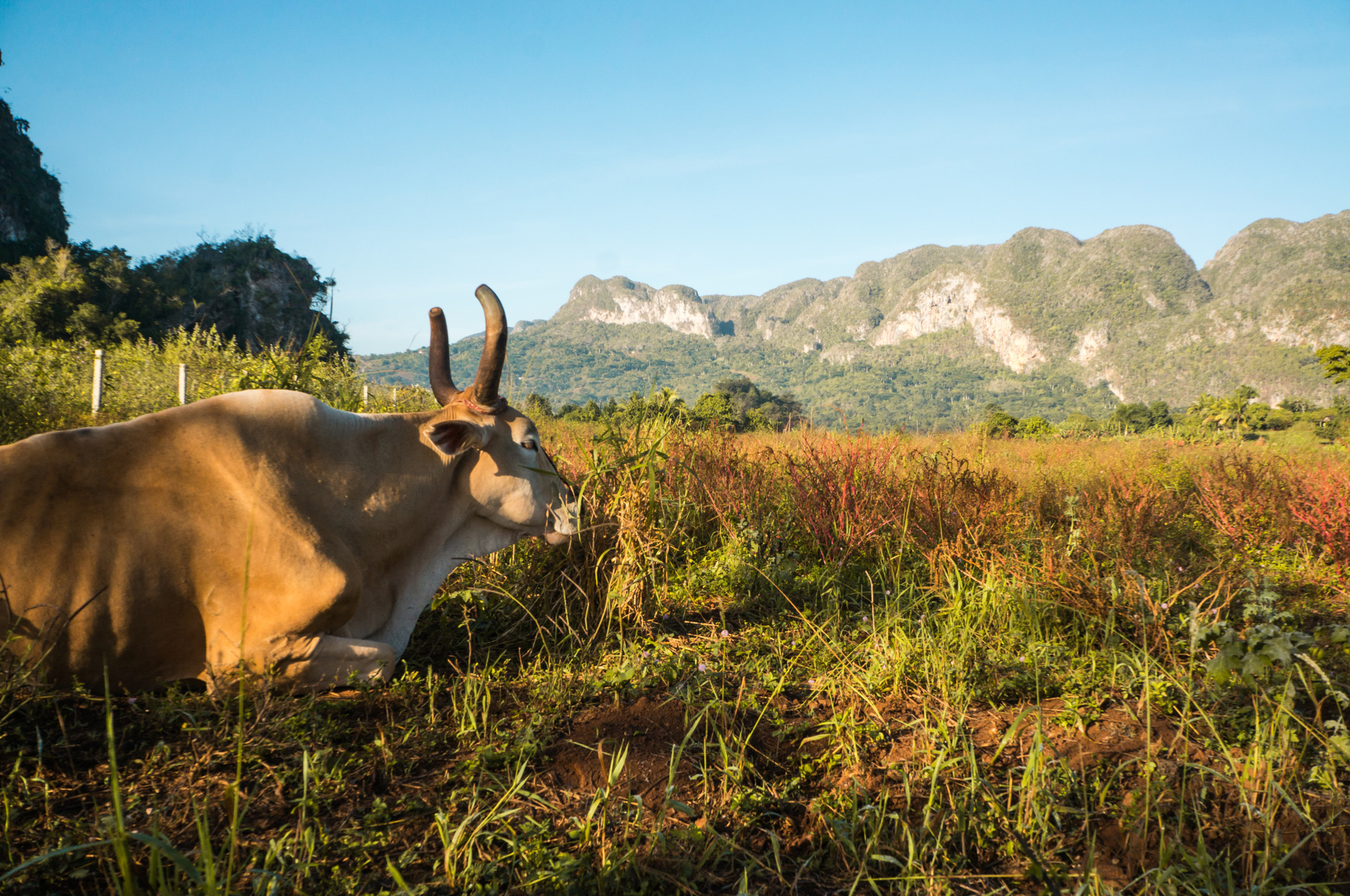 Cuban cow | Animal Stock Photos ~ Creative Market