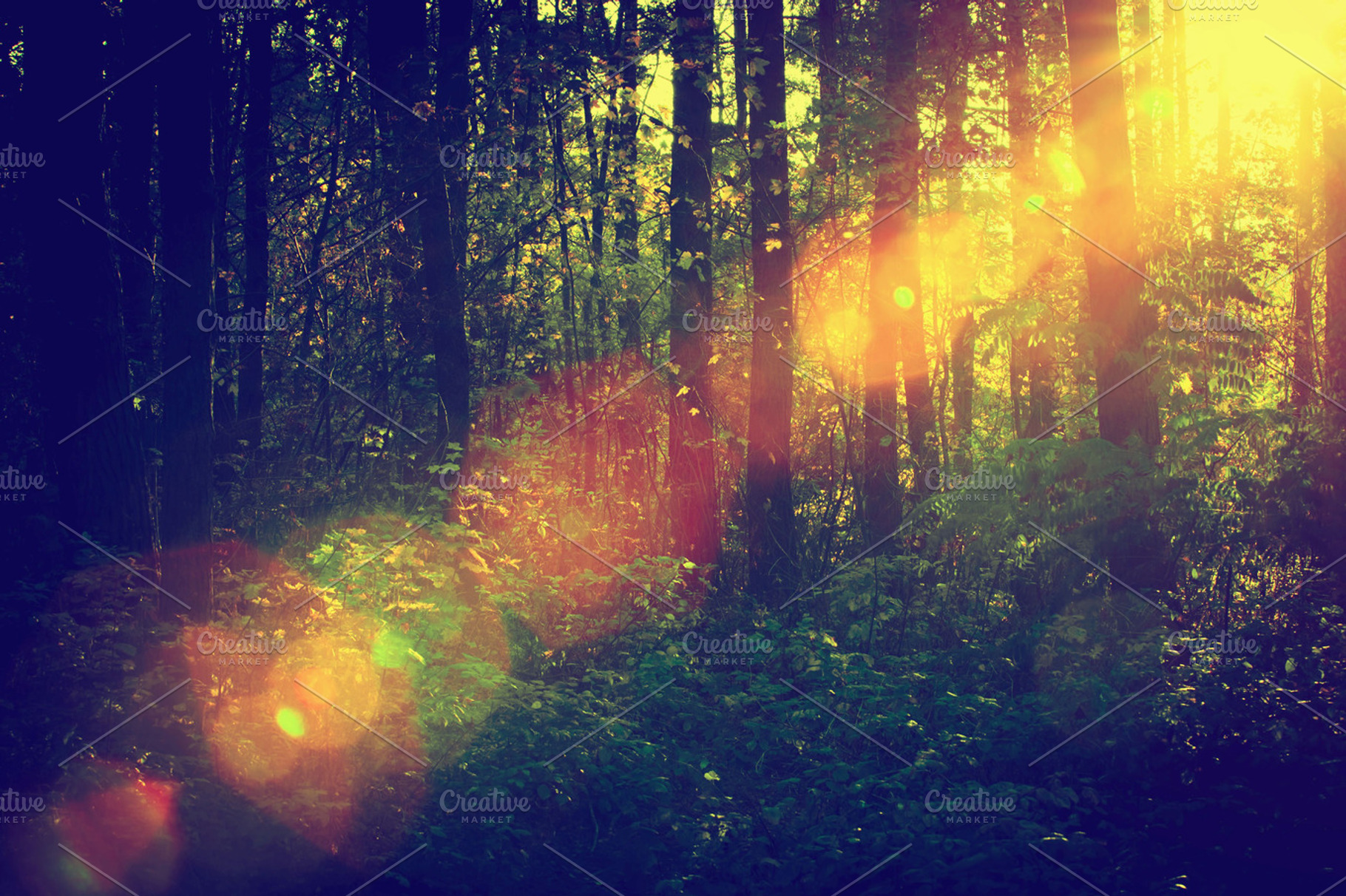 Sun shining through deep forest, a Nature Photo by Photocreo Michal ...