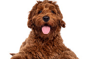 Red Cobberdog or labradoodle on white, an Animal Photo by Cat'chy ...