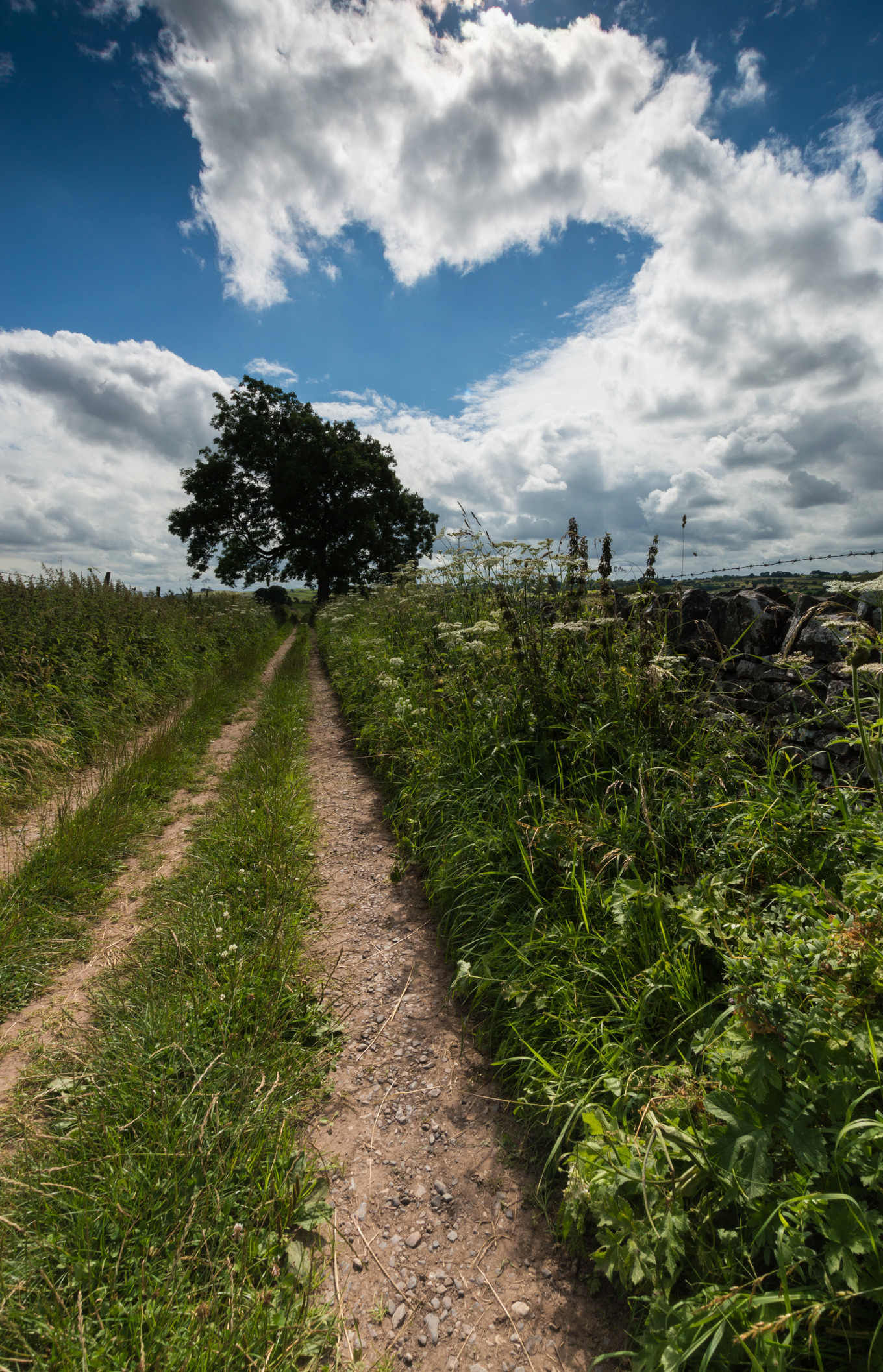 Path Leading to a Tree Peak District, a Nature Photo by Margaret Clavell