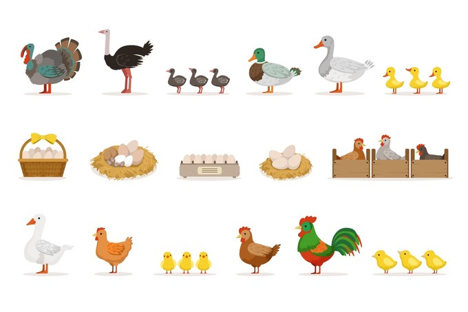 Farm Birds Grown For Meat and For Laying Eggs, Organic Farming Set Of ...