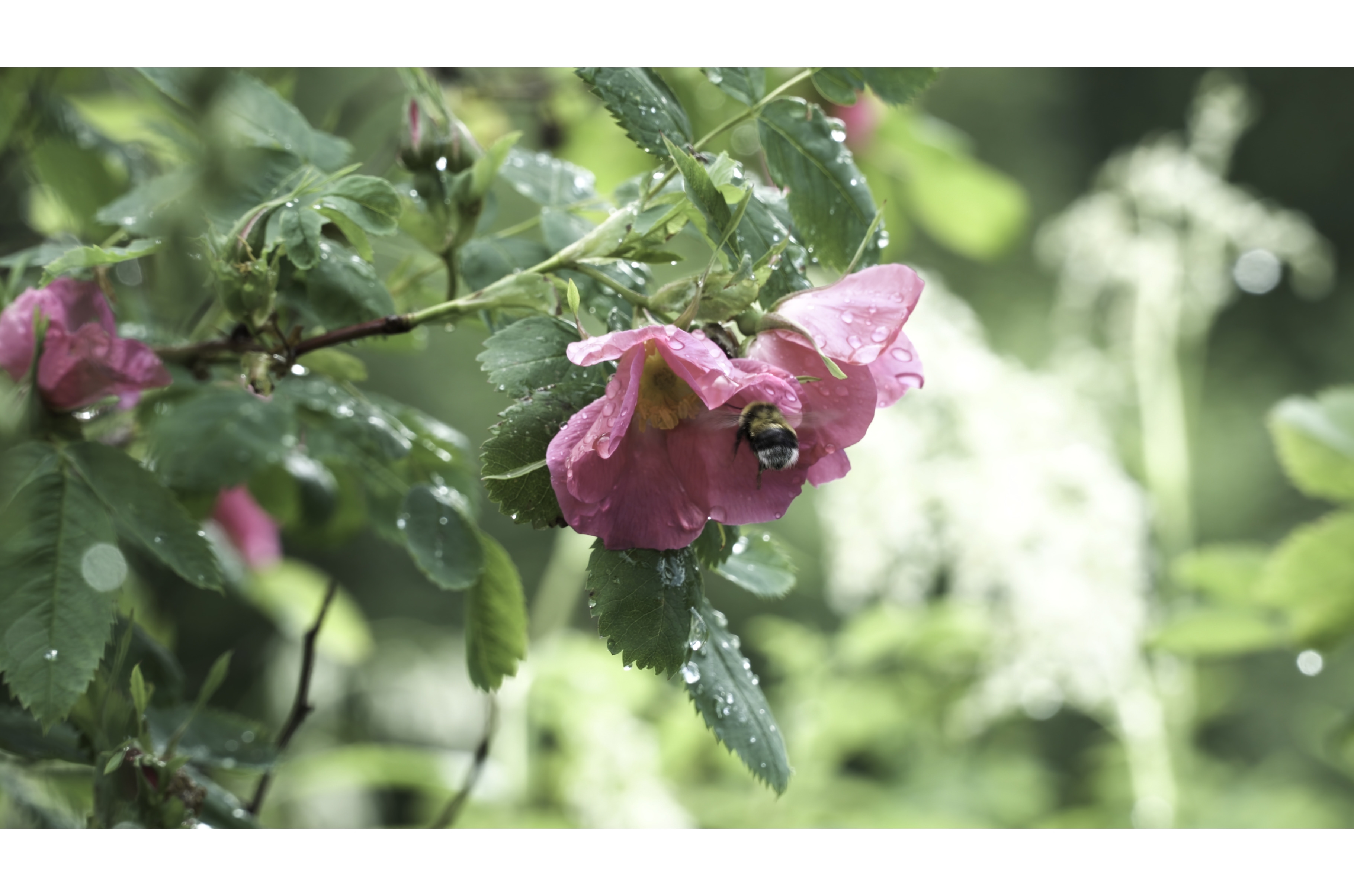 Close up of bumblebee in a pink, a Background Graphic by Media Whale Stock