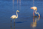 Pink flamingos in the Rhone delta | Stock Photos ~ Creative Market