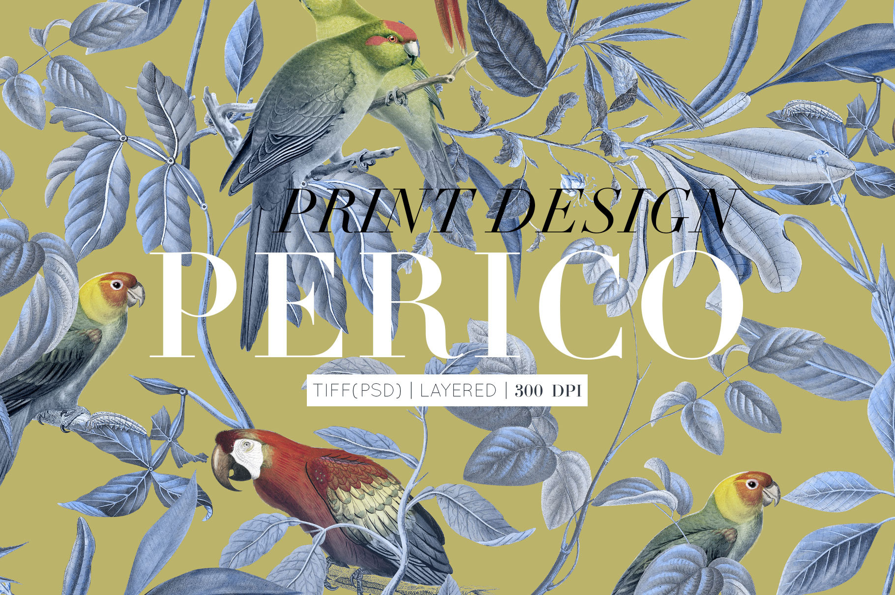 Perico, exquisite Print Design!, a Wallpaper Graphic by Pink Linen