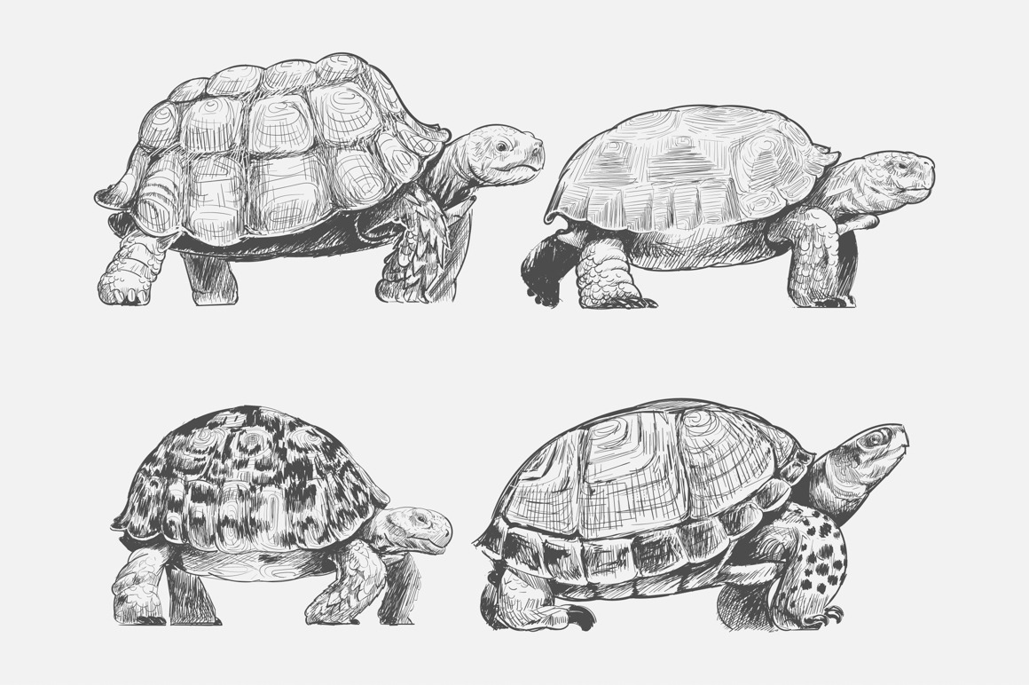 Drawing style of turtle vector, an Animal Illustration by rawpixel