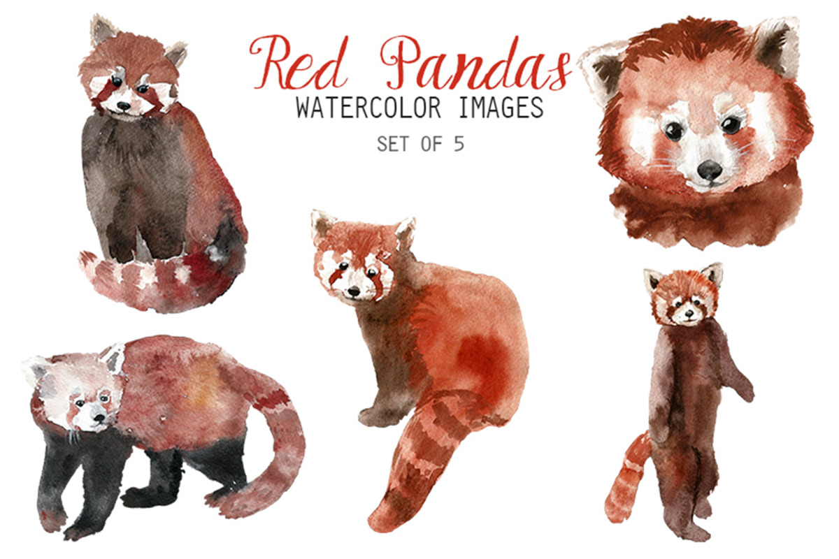 Watercolor Red Panda Clipart, an Animal Illustration by YesFoxy