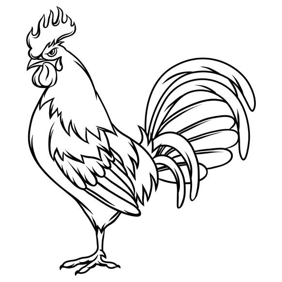 Illustration of black rooster., an Animal Illustration by incomible
