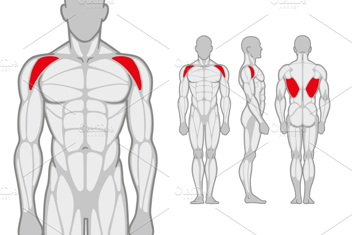 Bodybuilding male muscle anatomy, a Healthcare Illustration by Ledokolua