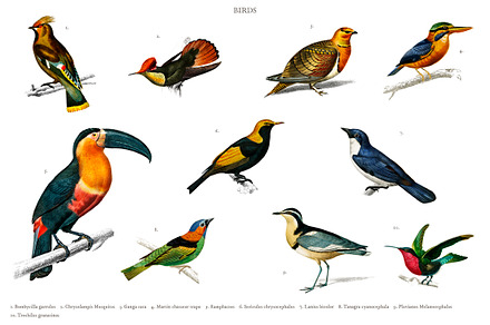 Different types of birds psd containing artwork, bird, and drawing ...