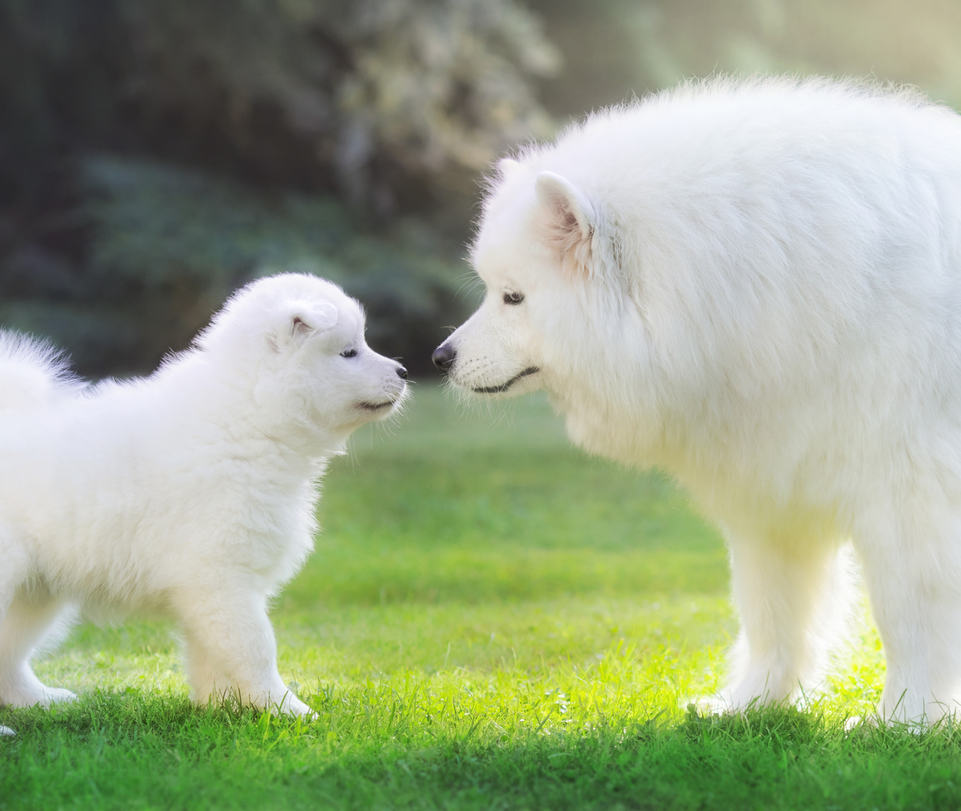 Samoyed dog with puppy containing animal, backlighting, and backlit, an ...