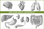 Human Organs Hand-drawn Set, a Healthcare Illustration by Anna Repp ...