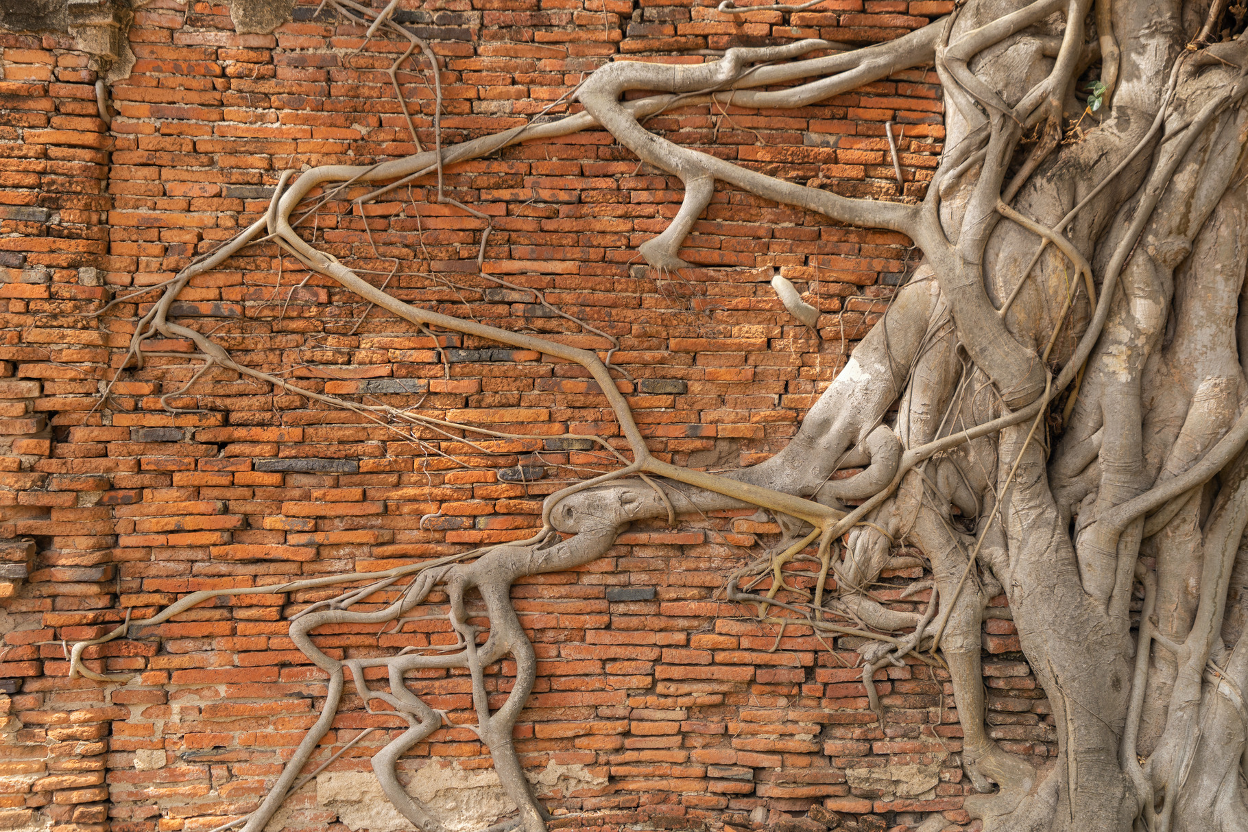Old dirty red brick wall with tree r, a Background Photo by Tampatra