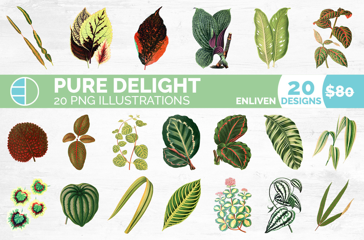 Leaves Bundle (20 Leaves), an Illustration by Enliven Designs