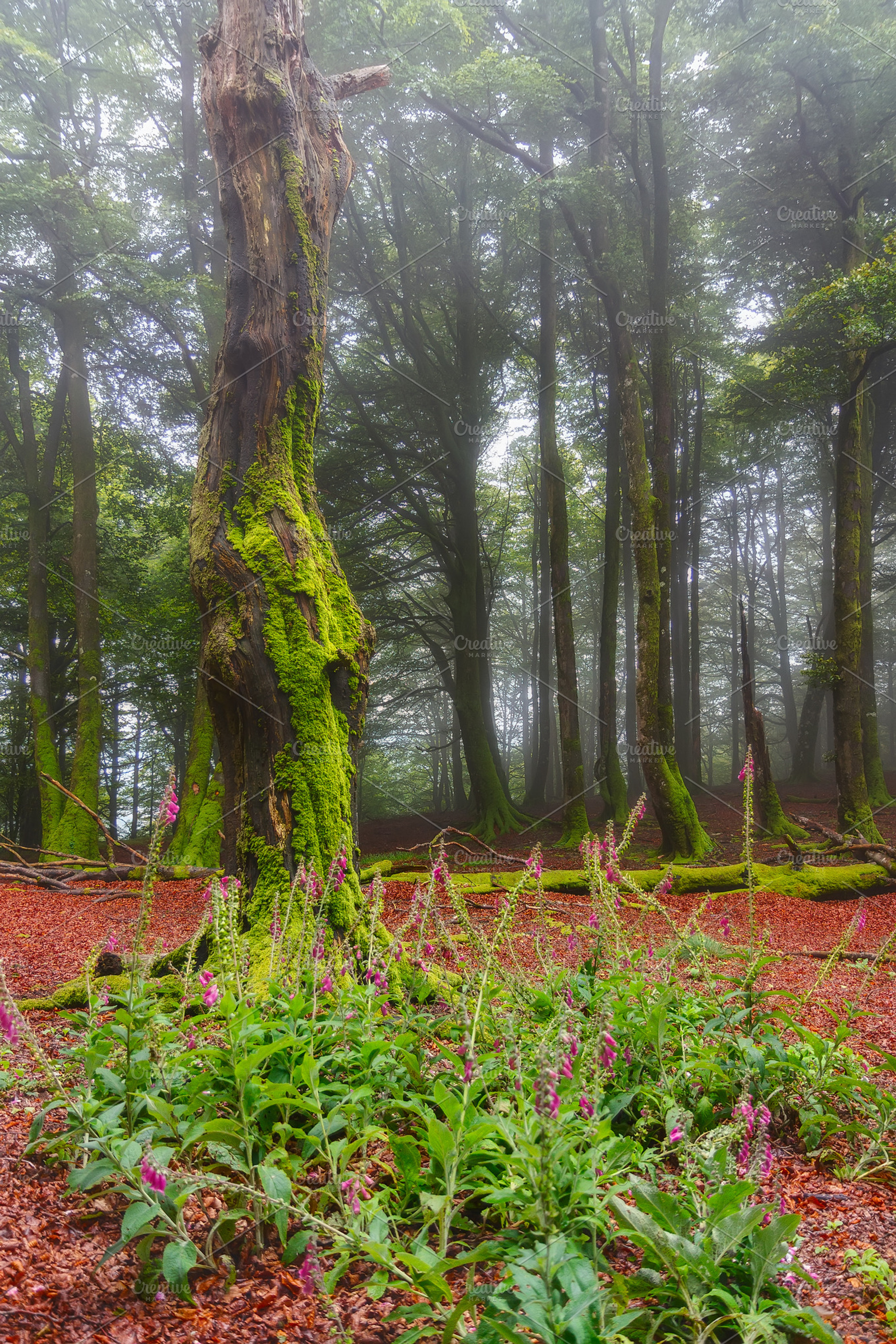 Fallen tree in a foggy green forest featuring arbol, fallen, and fog, a ...