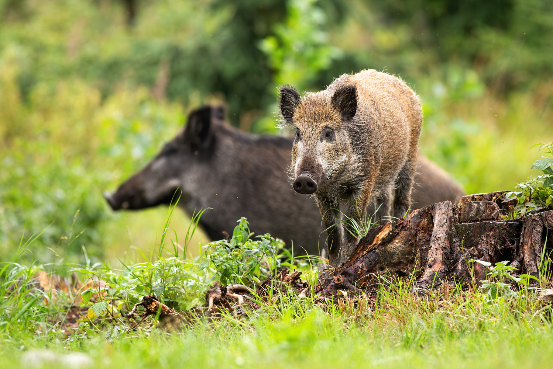 Harmonious wild boar piglet and, an Animal Photo by WildMedia