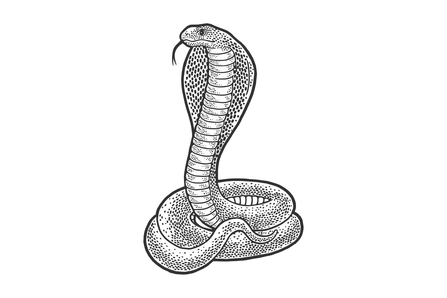 Cobra Snake animal sketch vector, an Animal Illustration by AlexArt