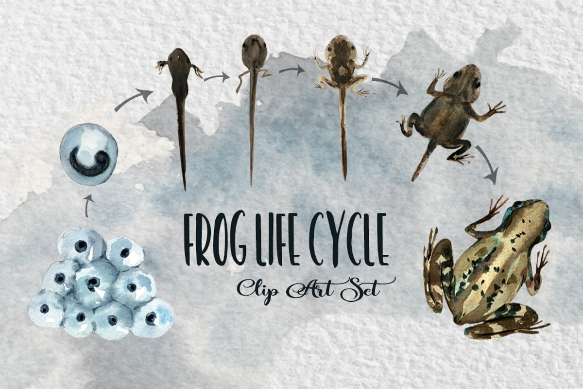 Watercolor Frog Life Cycle Clip Art, an Animal Illustration by Tati Bordiu