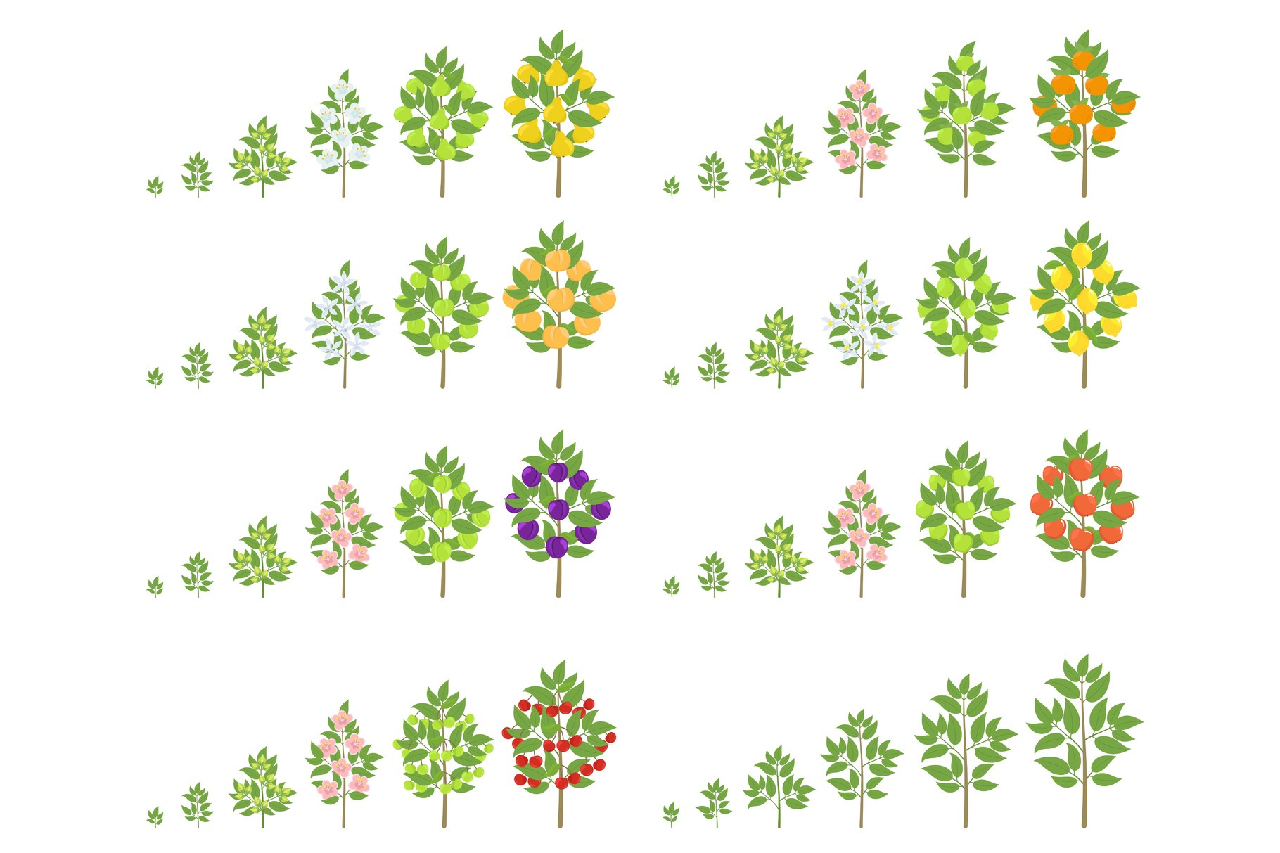 Fruit tree growth stages set. Apple, an Illustration by Vector ...