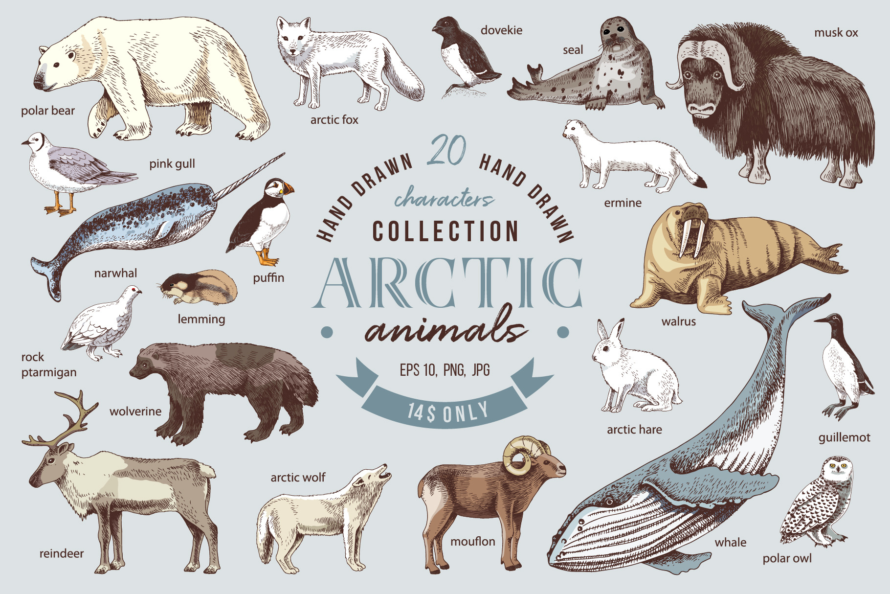 Hand drawn Arctic animals collection, an Animal Illustration by ...