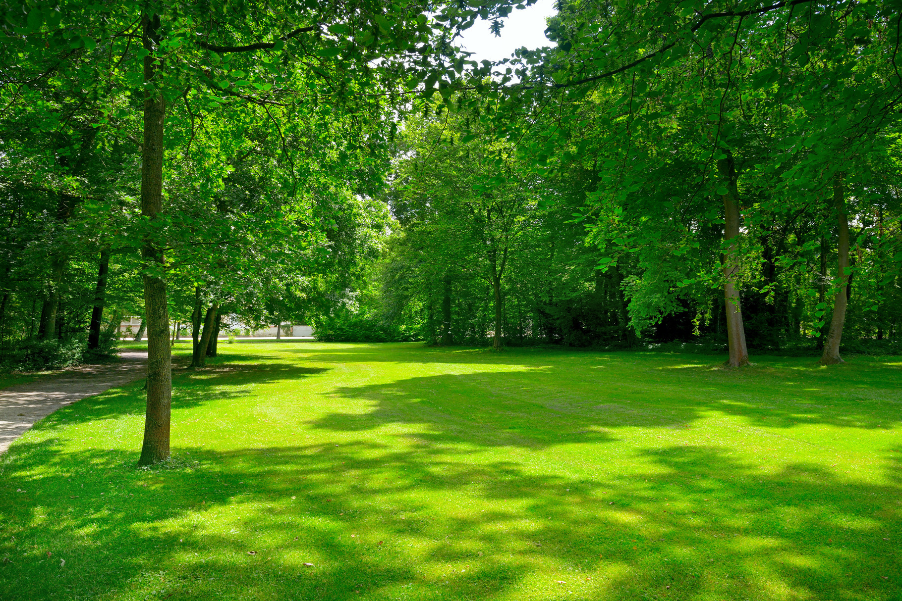 Bright meadow with green grass, a Nature Photo by Serg64 | Creative Market