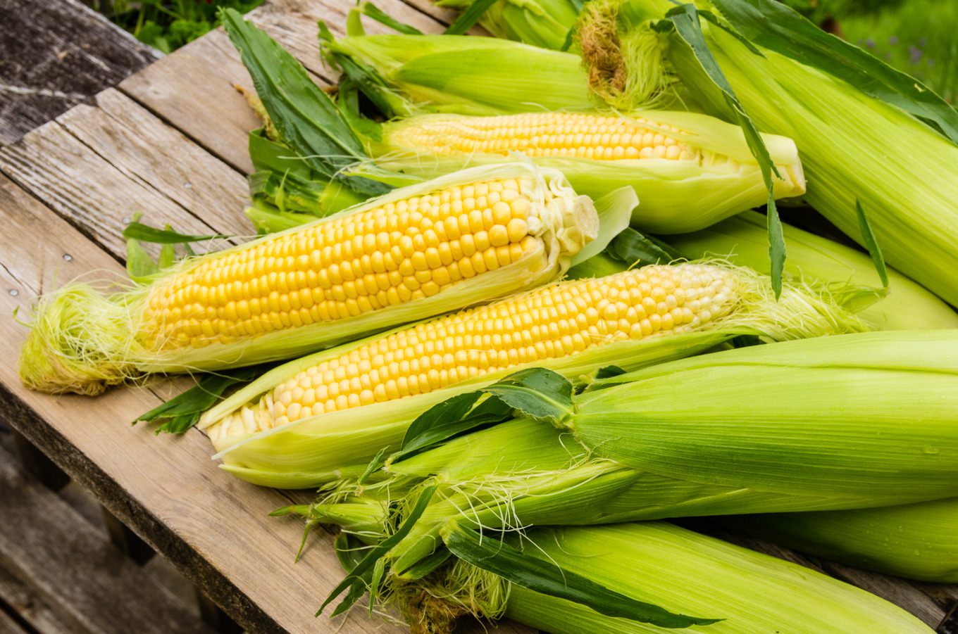 Ears of fresh picked corn containing food, nutrition, and diet, a Food ...