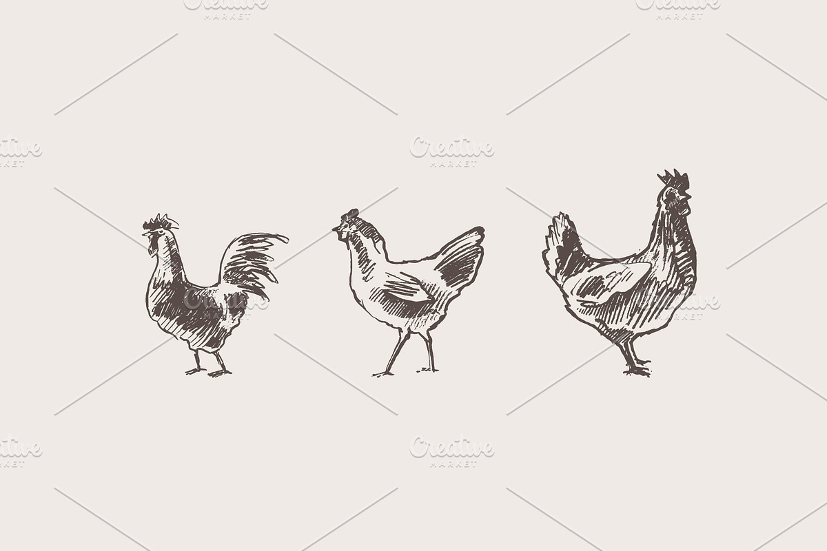 Set of a hand drawn chickens, an Animal Illustration by TheMountBirdStudio