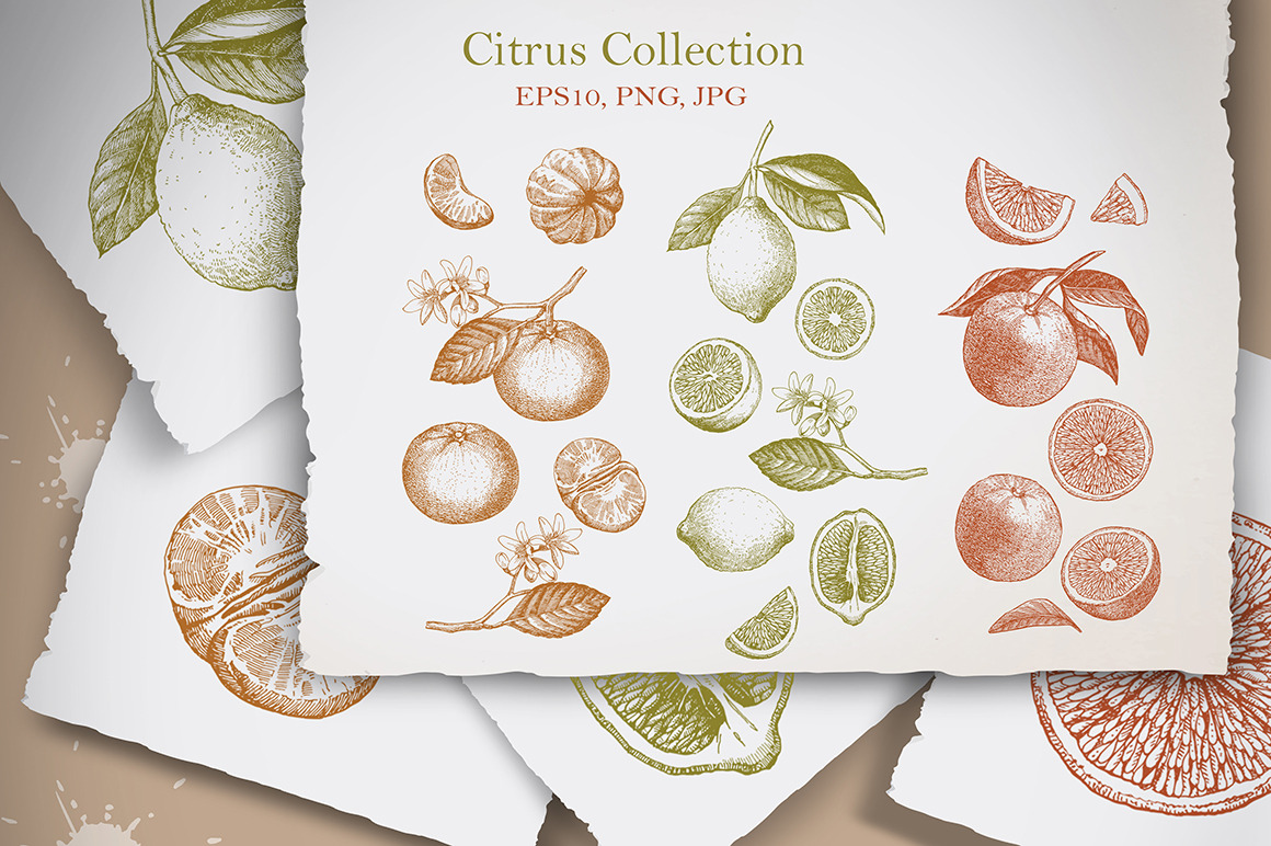Citrus Collection, an Object Graphic by Victoria_Novak
