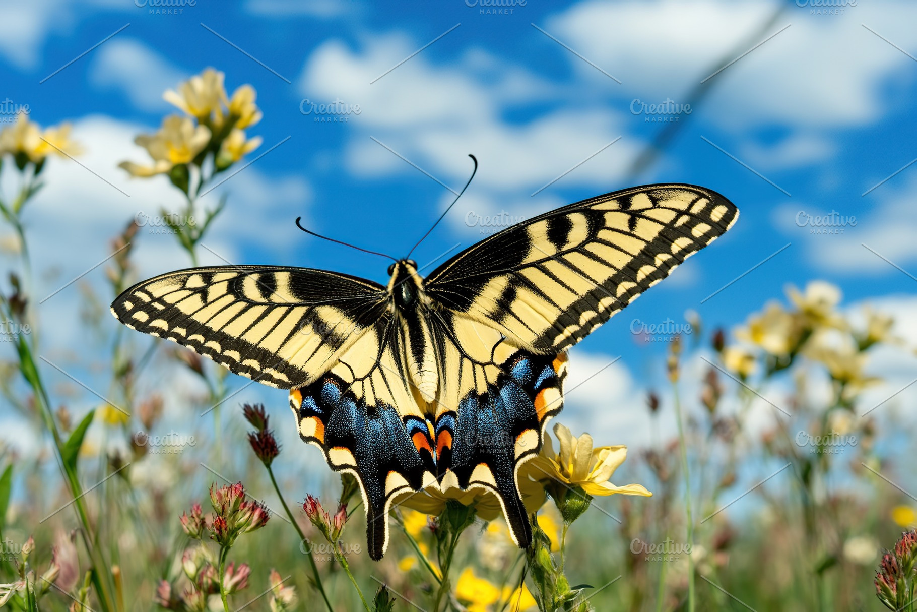 Summer spring flowers with flying butterfly on blurred nature ...