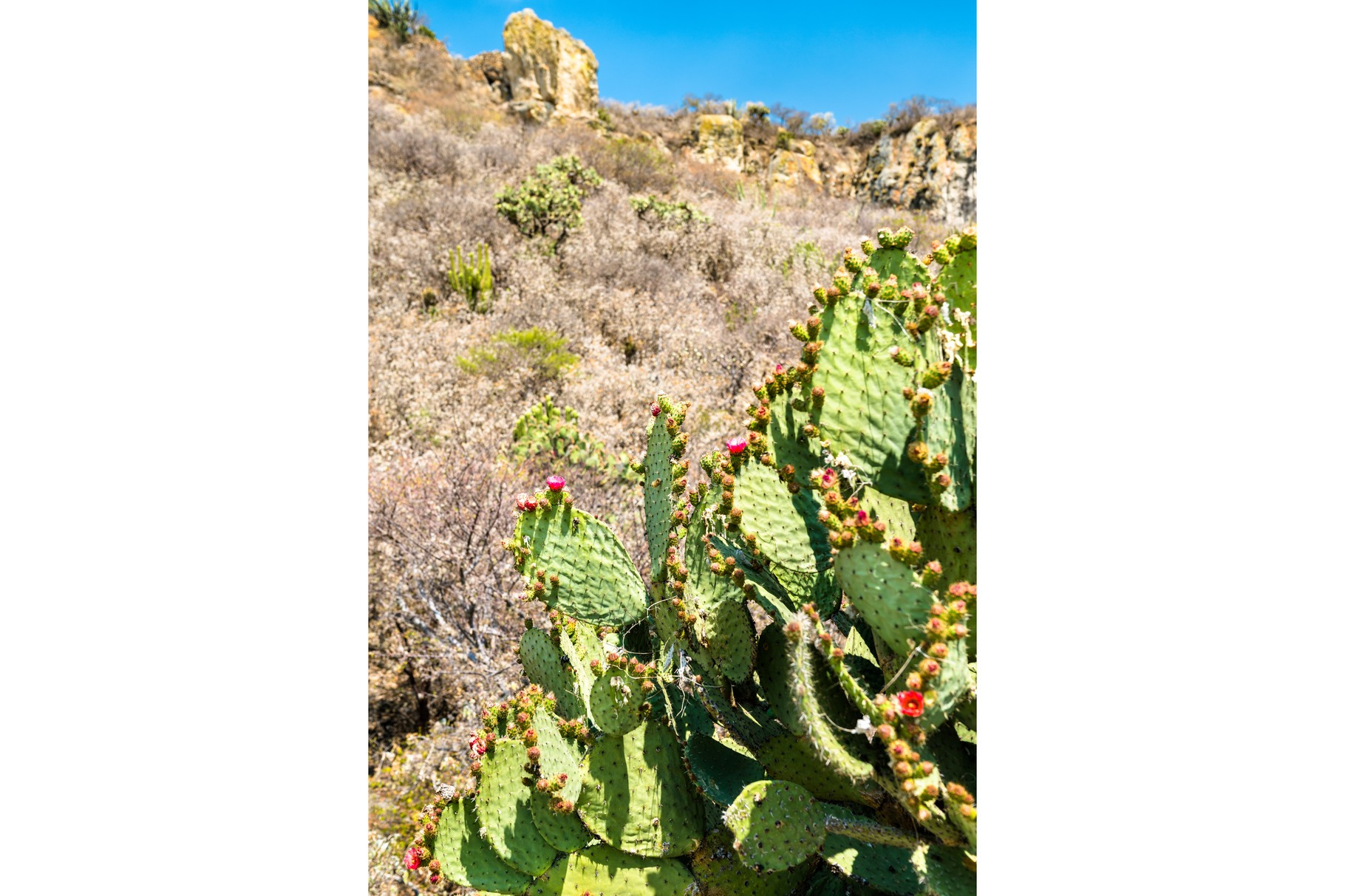 Prickly pear plant at the yagul featuring mexico, cactus, and prickly ...