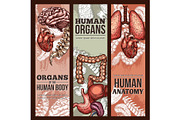 Human organs vector sketch anatomy poster, a Healthcare Illustration by ...