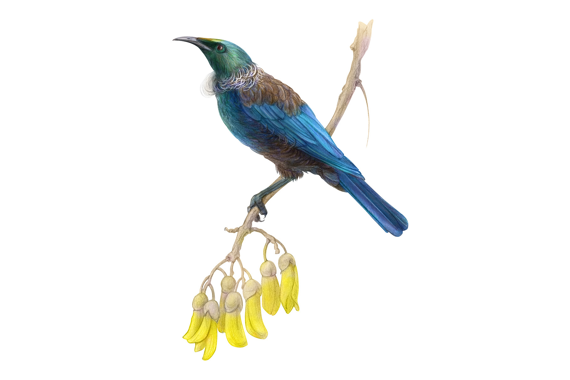 Tui Bird Pencil Illustration, an Illustration by Anna Repp Illustration