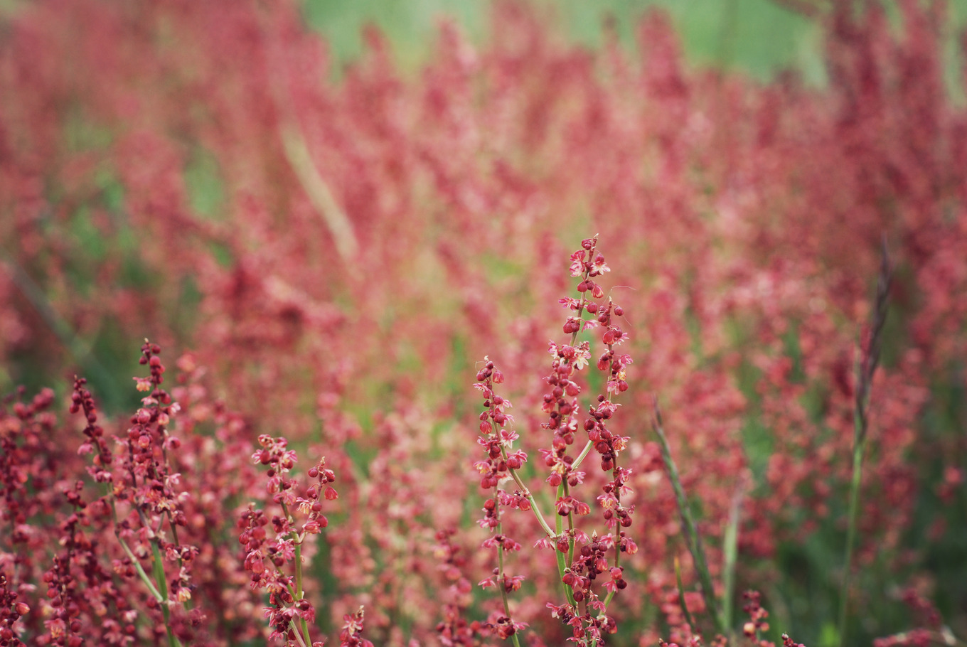 Red floral meadow, a Nature Photo by lo-stock