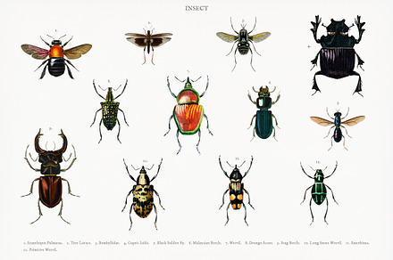 Different types of insects (PSD), a Photo by rawpixel