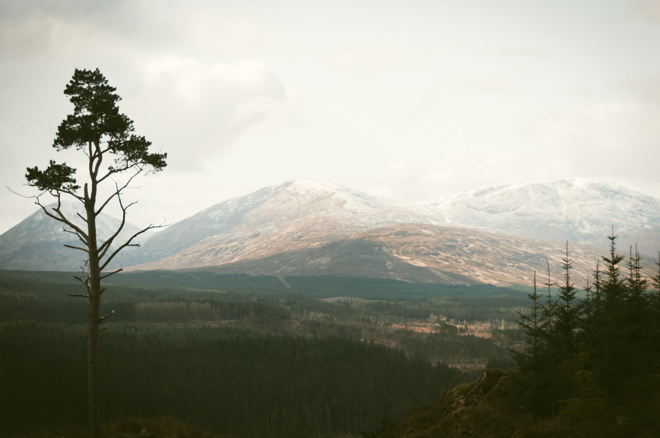 View over Forest and Mountains, a Nature Photo by PhotoMarket