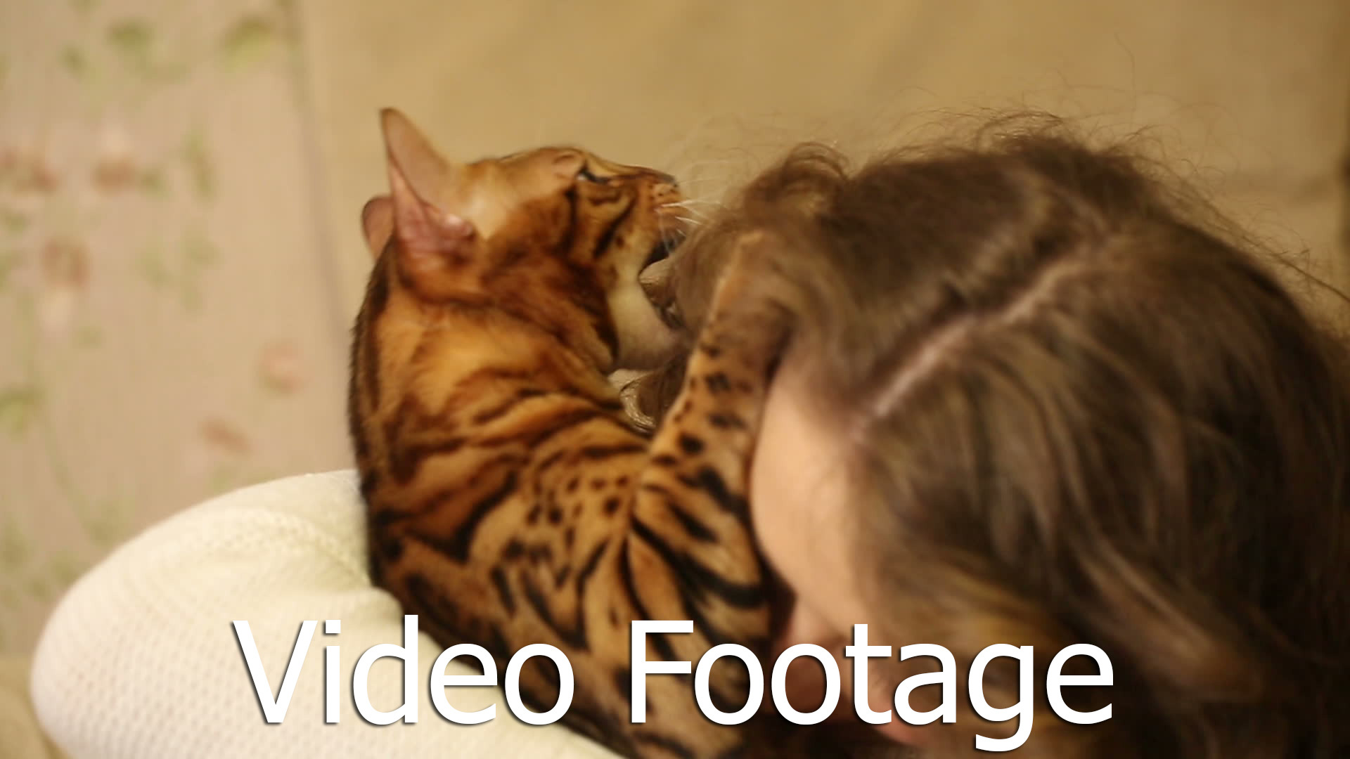 Bengal cat biting his mistress, an Animal Photo by Elena Vagengeim