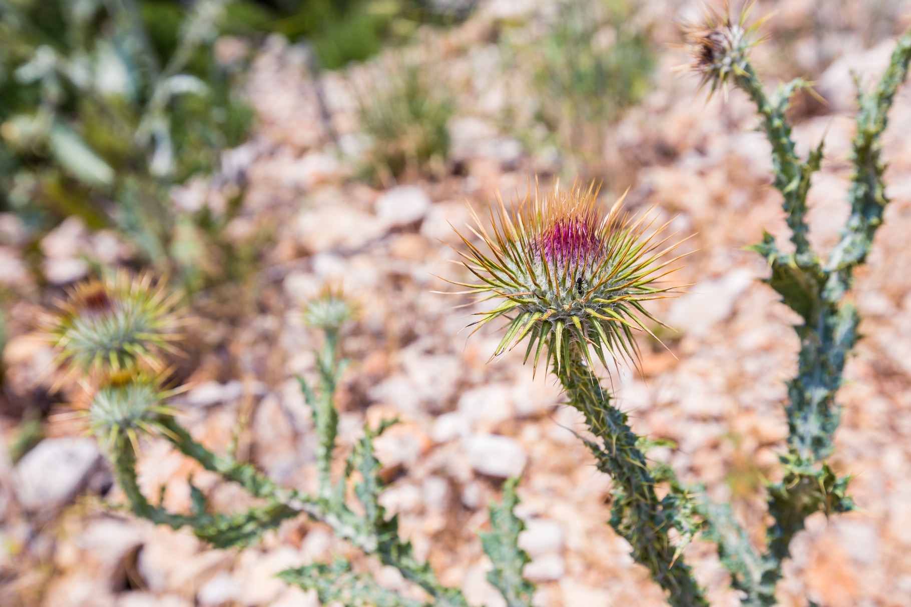 Cirsium vulgare flower featuring cirsium, plant, and thistle, a Nature ...
