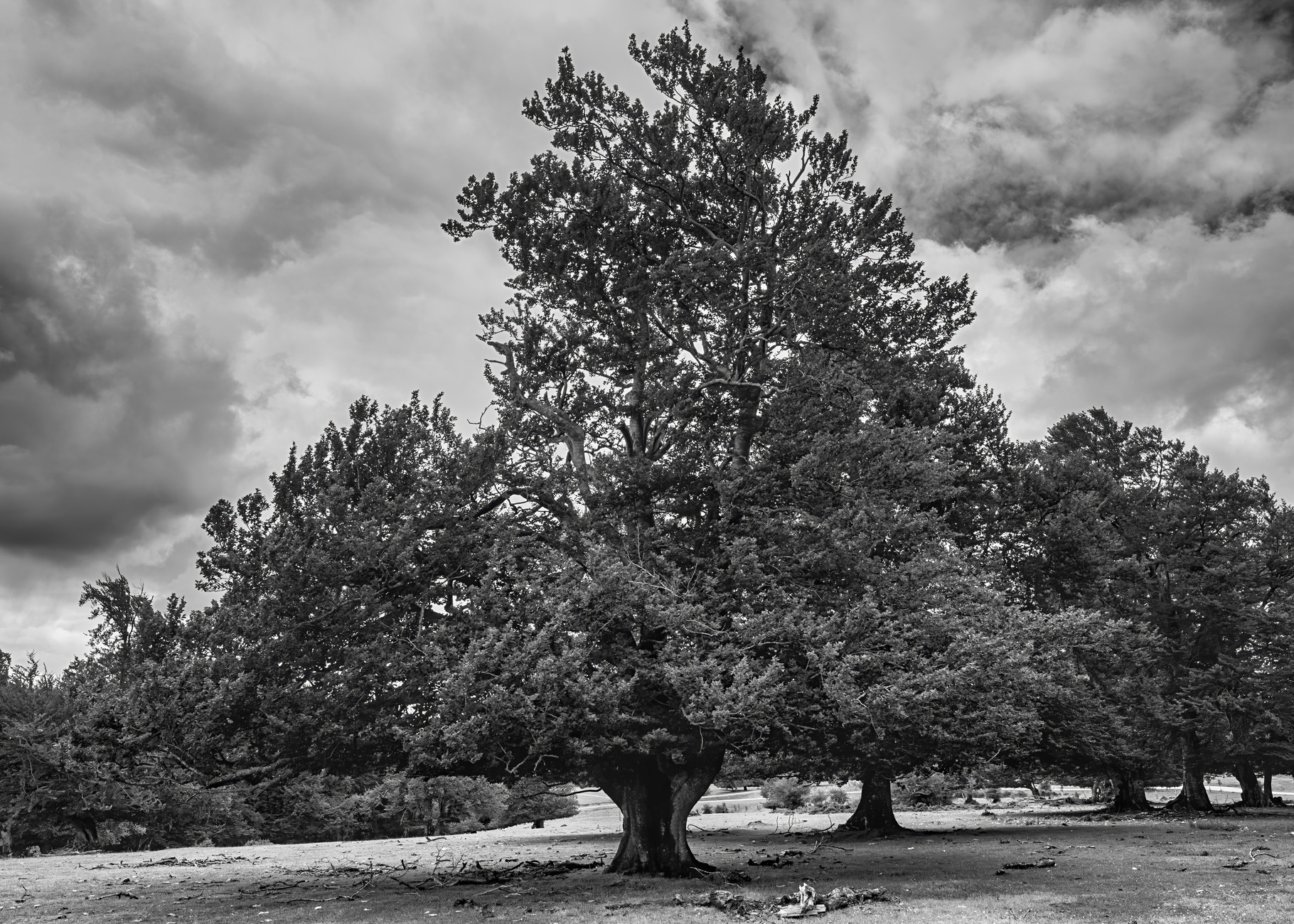 Photography with a large tree, a Photo by VicenPhotography