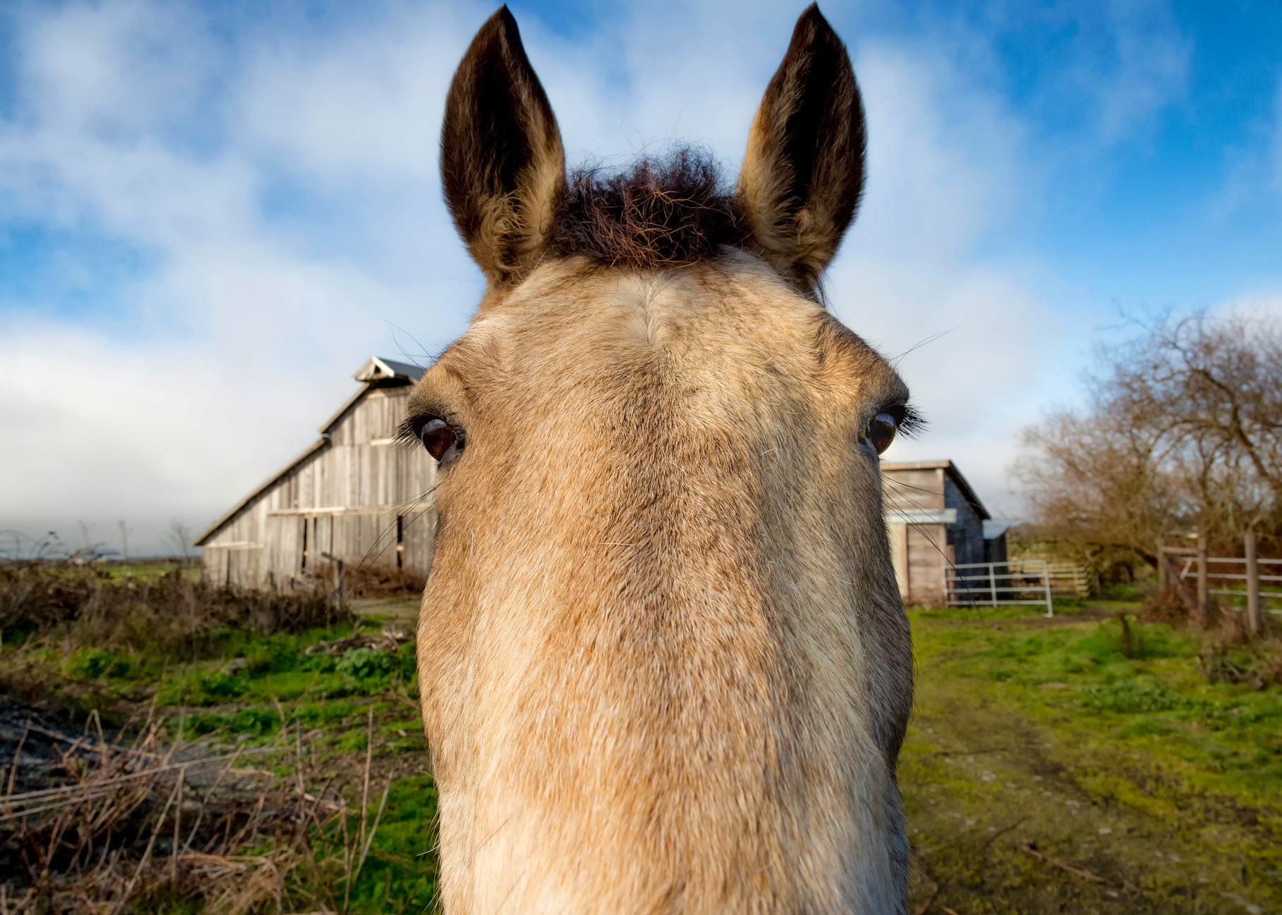 What's With the Long Face?, an Animal Photo by Jeff Schwartz Photography