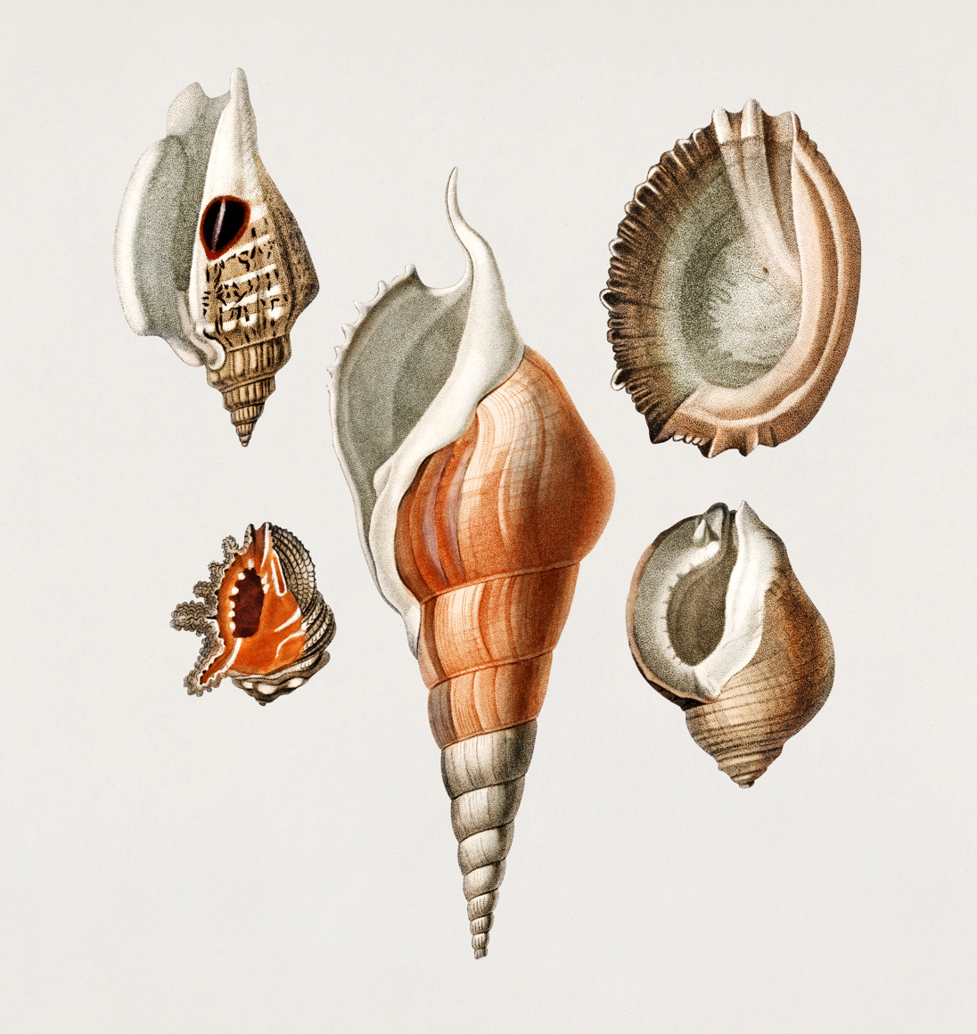 Different types of mollusks (PSD), an Animal Photo by rawpixel ...