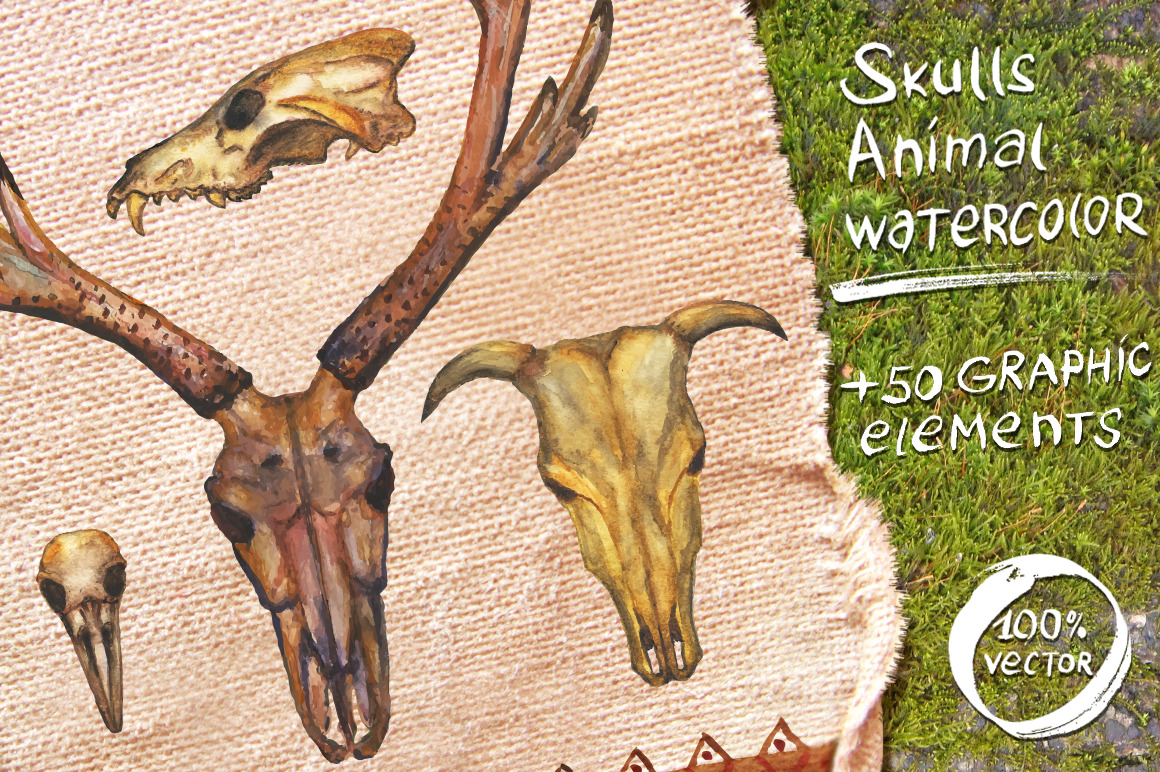 Watercolor painted animal skulls., an Animal Illustration by Anat_OM