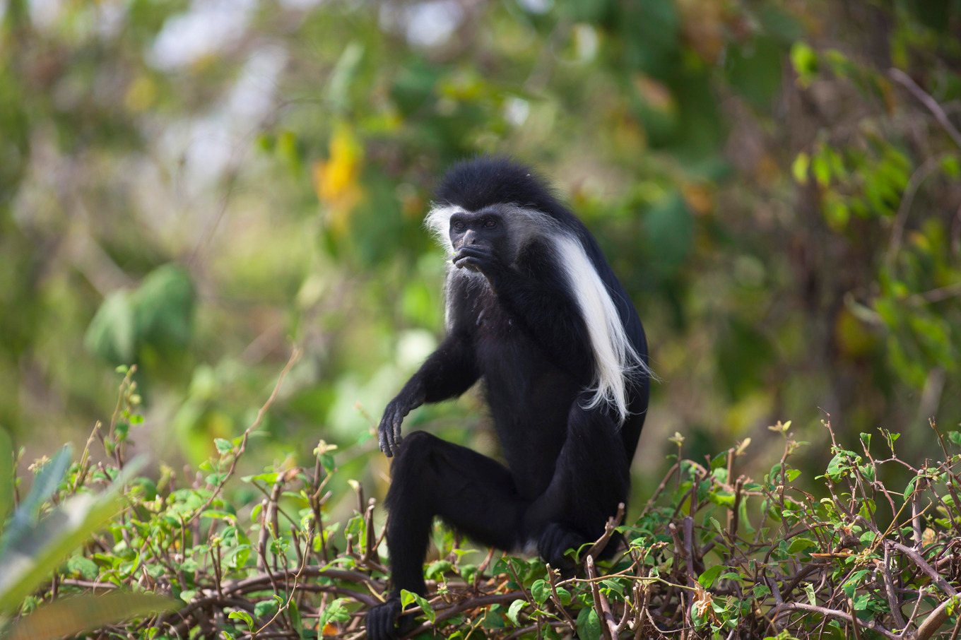 Colobus monkey containing colobus monkey, monkey, and colobus, an ...